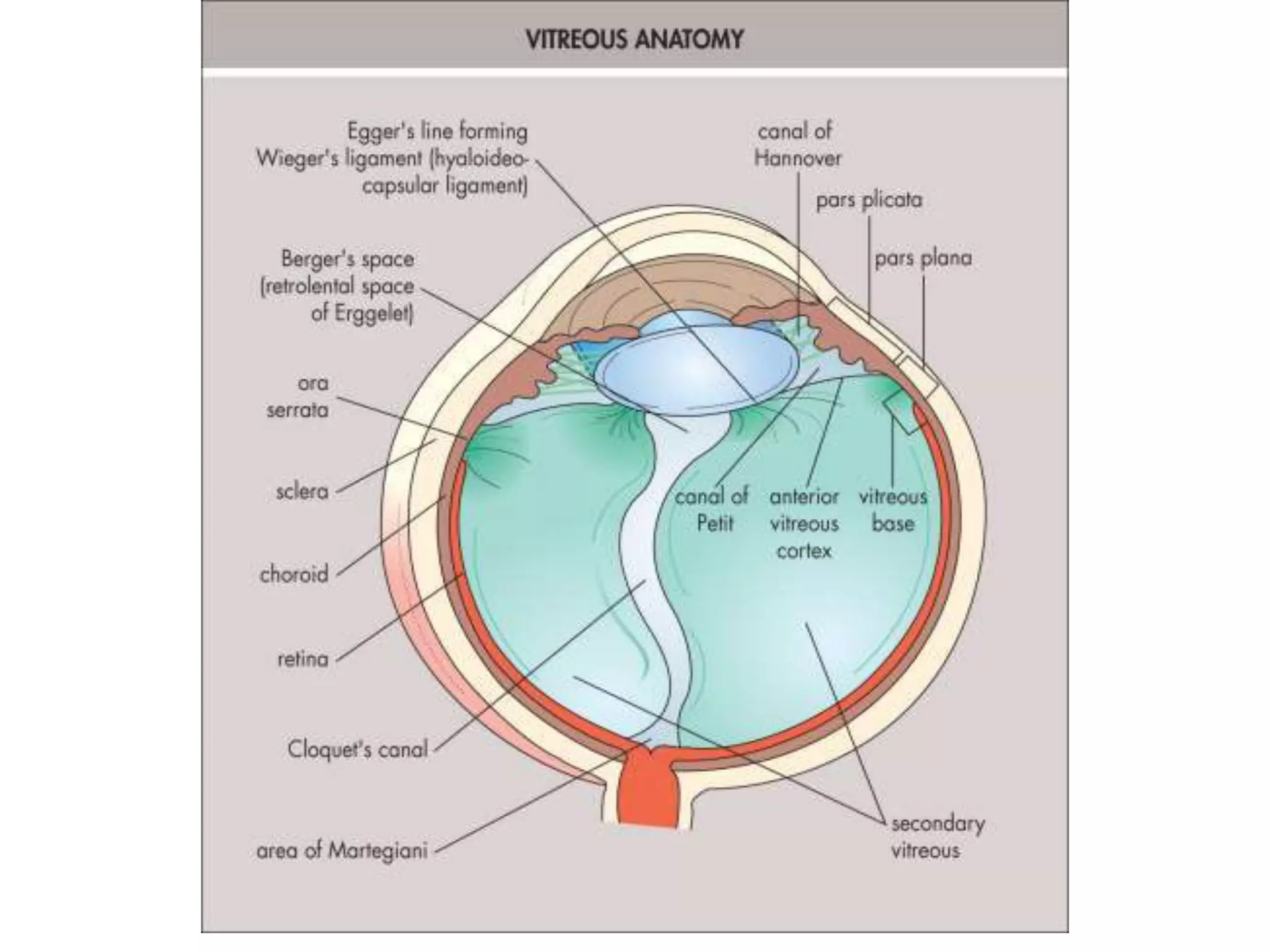 Vitreous | PPTX