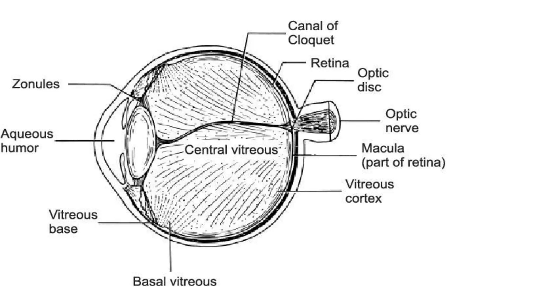 Vitreous humour of eye | PPTX