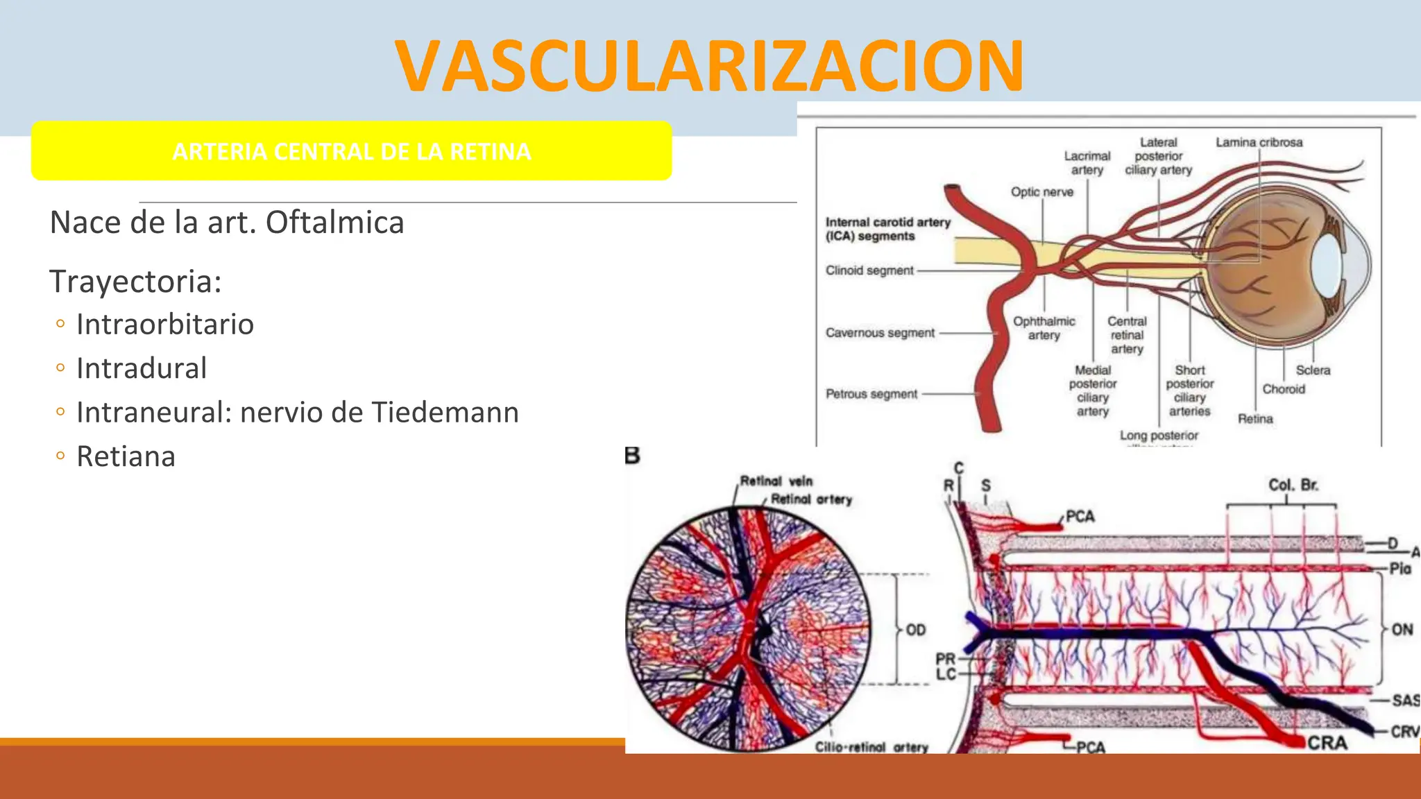 ANATOMÍA Y FISIOLOGIA vitreo y retina.pptx