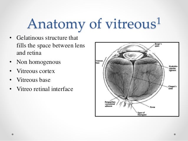 Vitreous substitutes