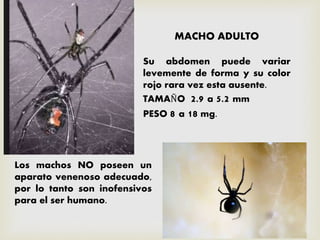 Viuda negra | PPTX