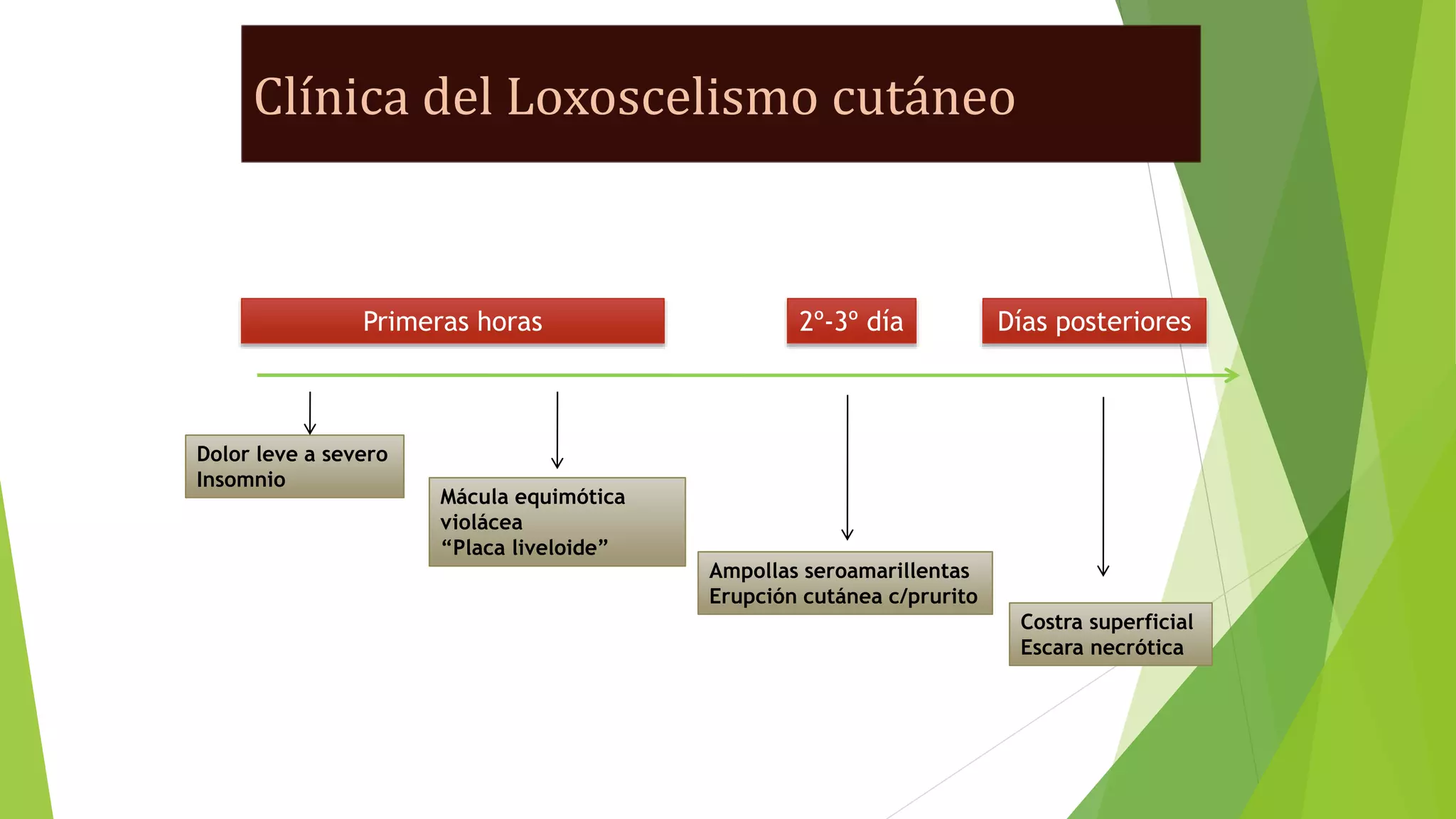 Viuda negra y loxoceles | PPTX