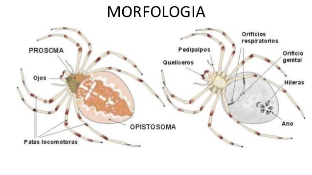Viuda negra