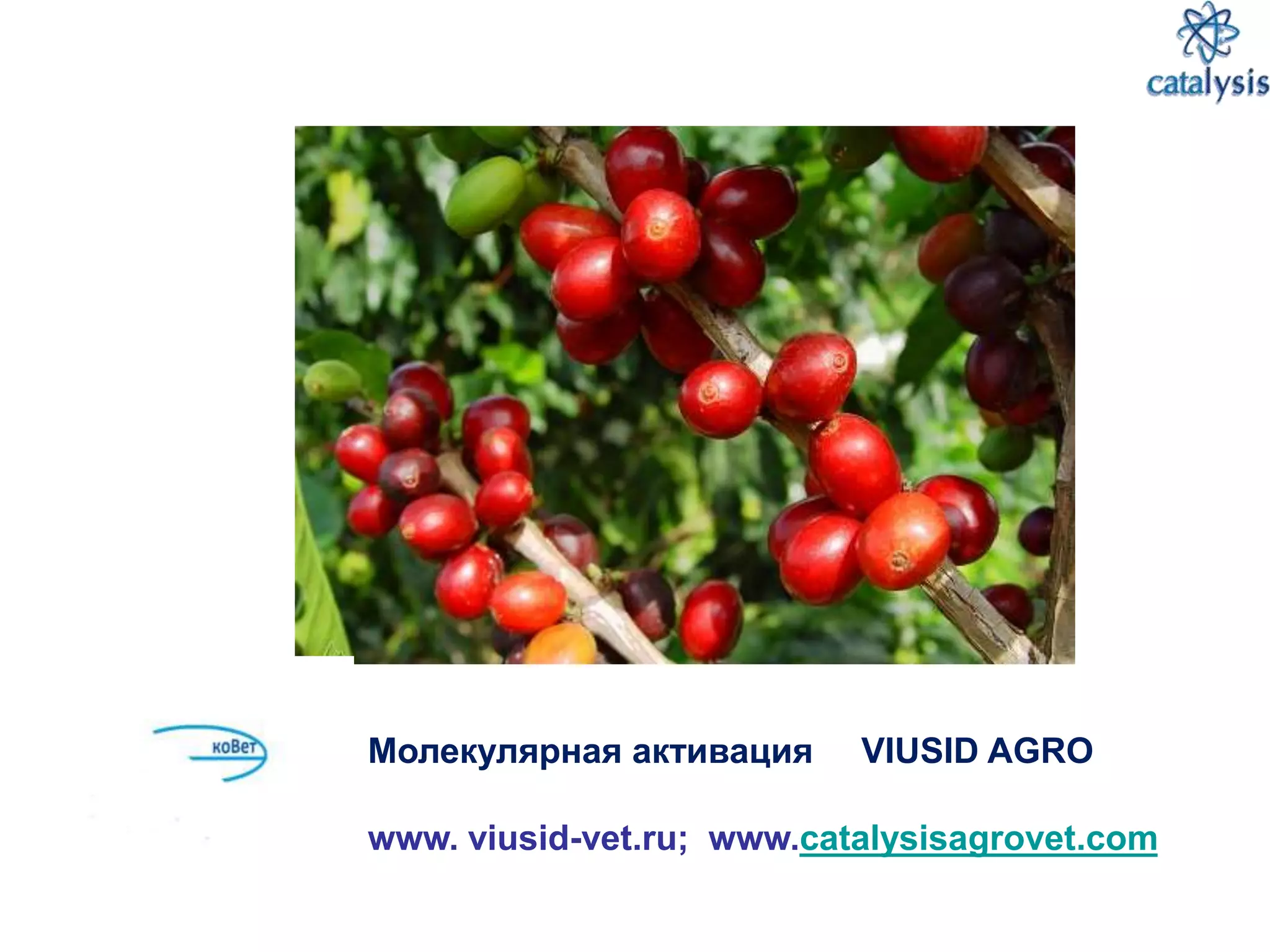 Виусид Агро (VIUSID AGRO) — Стимулятор роста растений | PPT