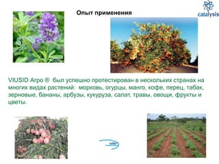 Виусид Агро (VIUSID AGRO) — Стимулятор роста растений | PPT