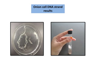 Viva DNA Extraction | PPTX