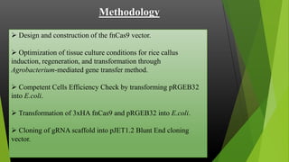 Developing fnCas9 vector for genome editing in rice through tissue ...