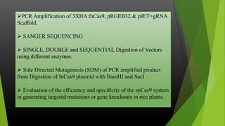 Developing fnCas9 vector for genome editing in rice through tissue ...