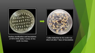 Developing fnCas9 vector for genome editing in rice through tissue ...