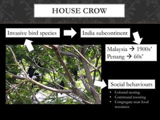 Nesting of House Crow | PPTX