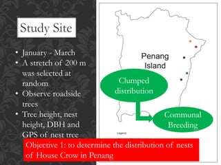 Nesting of House Crow | PPTX