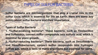 Sufur important bacteria and their functions, Application | PPTX