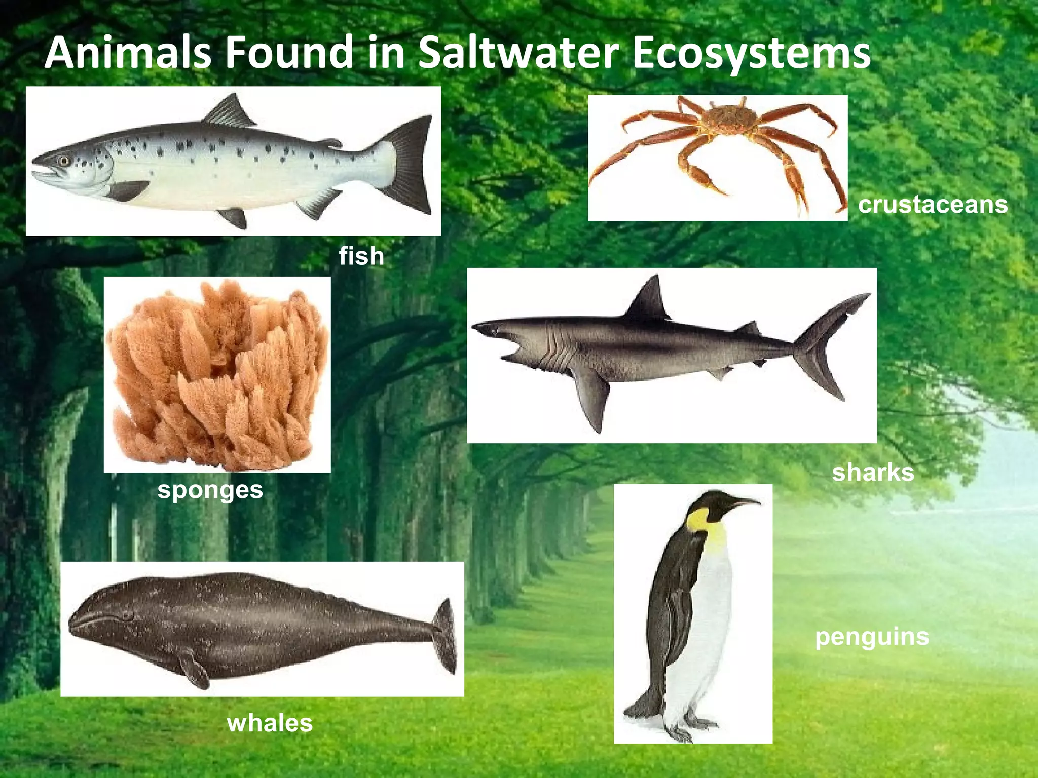 Vivek ecosystem h2 o, carbon cycle & energy flow | PPT