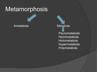 Metamorphosis in horticulture pest | PPTX