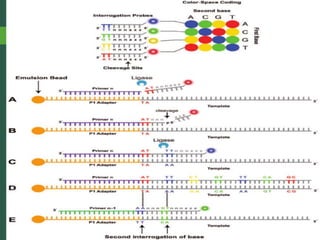 Genome Sequencing in Finger Millet | PPT