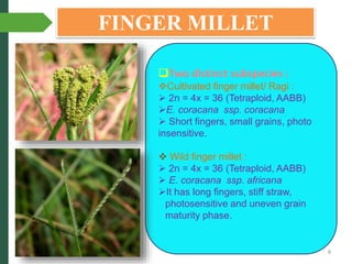 Genome Sequencing in Finger Millet | PPT