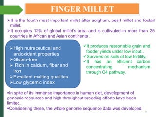 Genome Sequencing in Finger Millet | PPTX