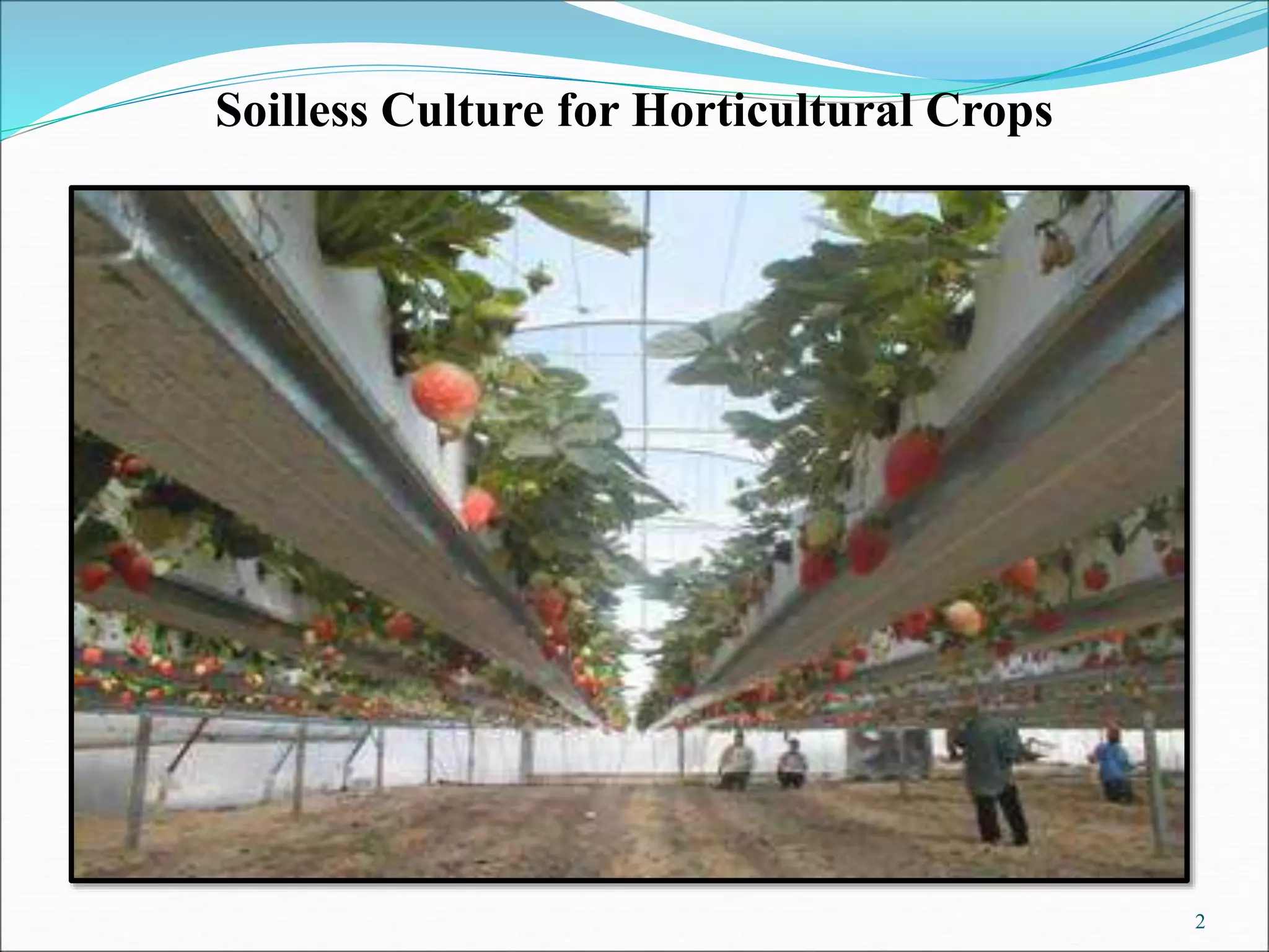Soilless culture | PPT