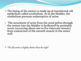 Uninary System | PPTX