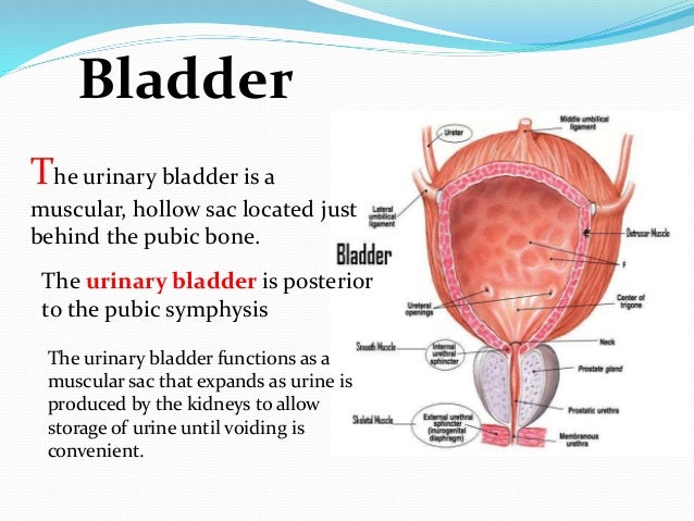 Anatomyexpert Urinary Bladder Structure Detail