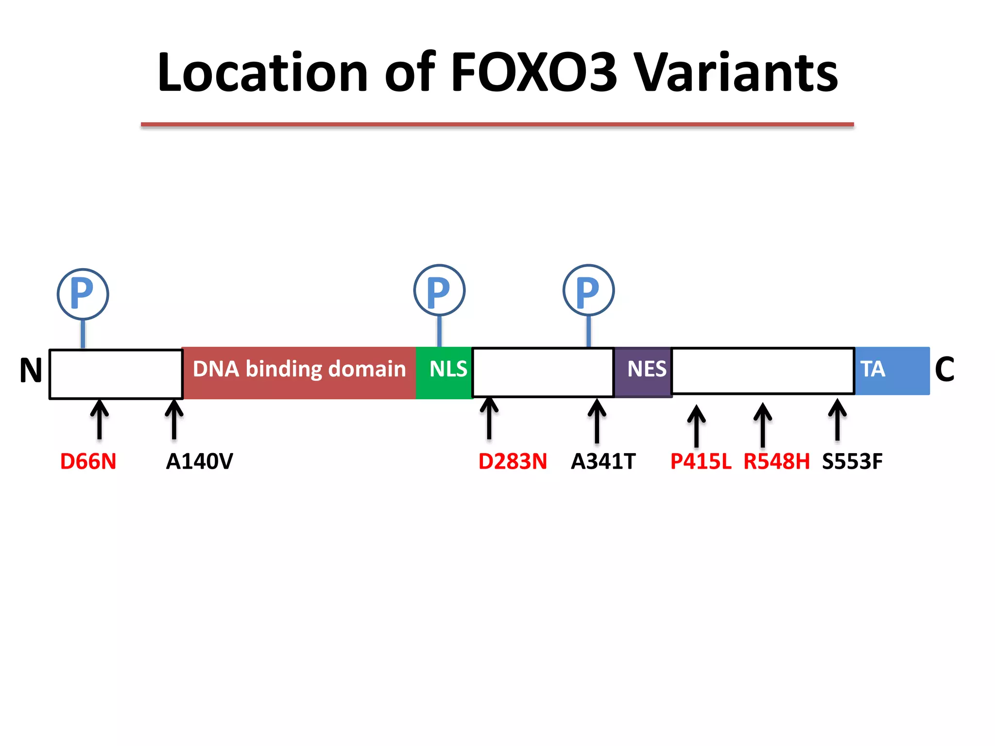 FOXO3 Regulates Fetal Hemoglobin Levels in Sickle Cell Anemia | PDF