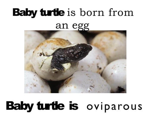 Viviparous and Oviparous in Science.pptx