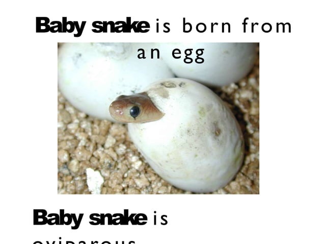 Viviparous and Oviparous in Science.pptx