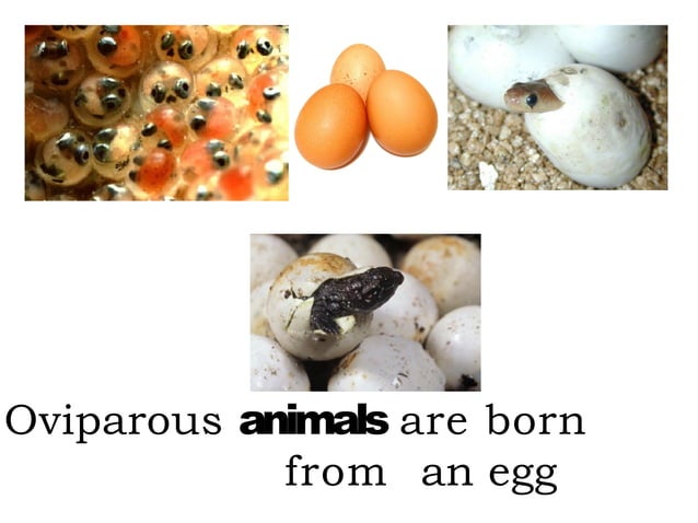 Viviparous and Oviparous in Science.pptx