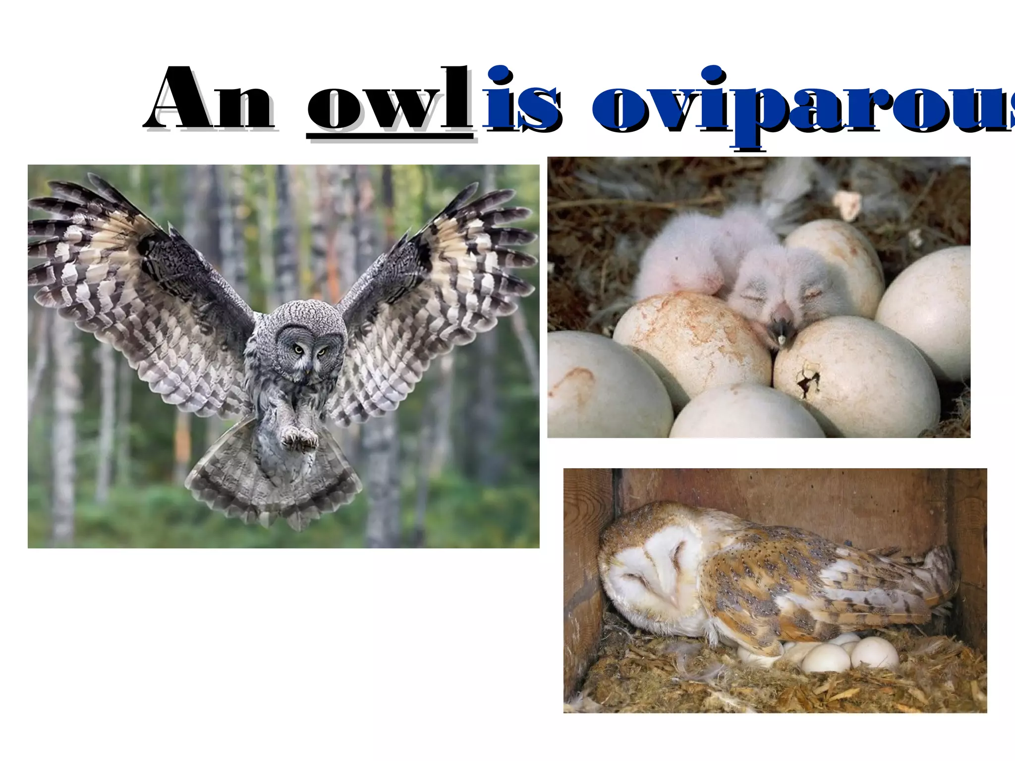 Viviparous and oviparous | PPT