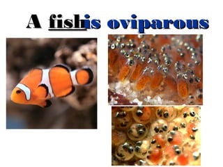 Viviparous and oviparous | PPT