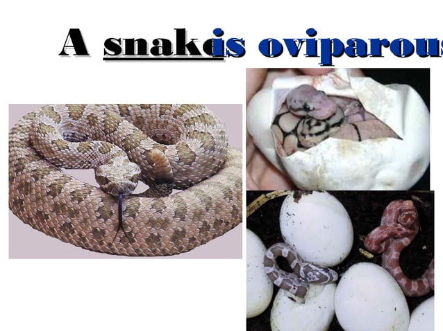 Viviparous and oviparous | PPT
