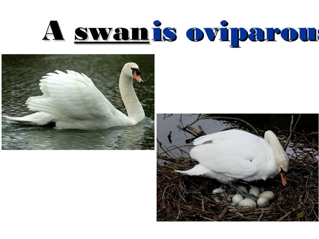 Viviparous and oviparous | PPT
