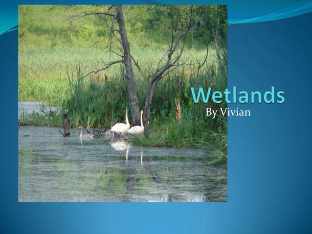 Vivi wetlands | PPTX | Birds | Pets