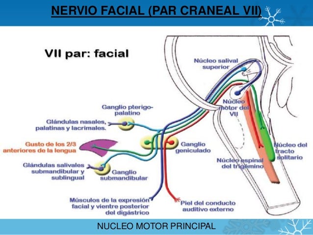 pares craneales 6 y 7