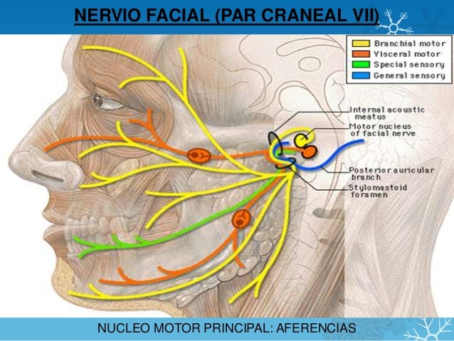 pares craneales 6 y 7