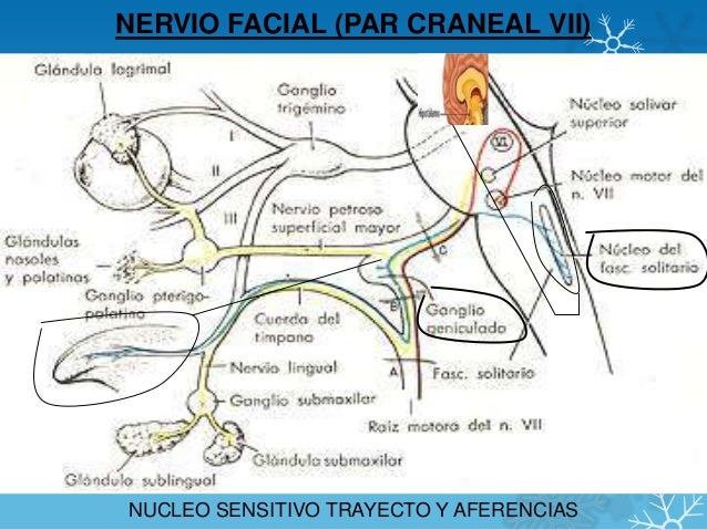 pares craneales 6 y 7