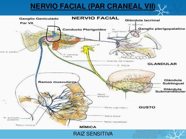 pares craneales 6 y 7