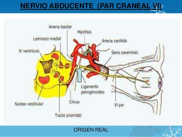 pares craneales 6 y 7
