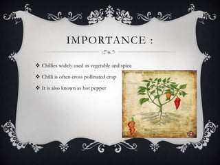 Vj chilli ppt | PPTX