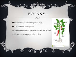 Vj chilli ppt | PPTX