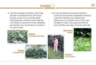 Cartilla 14 manejo integrado de la broca | PDF