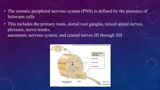 Damage Of Peripheral Nerve | PPTX