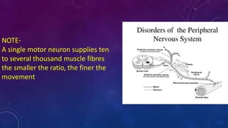 Damage Of Peripheral Nerve | PPTX
