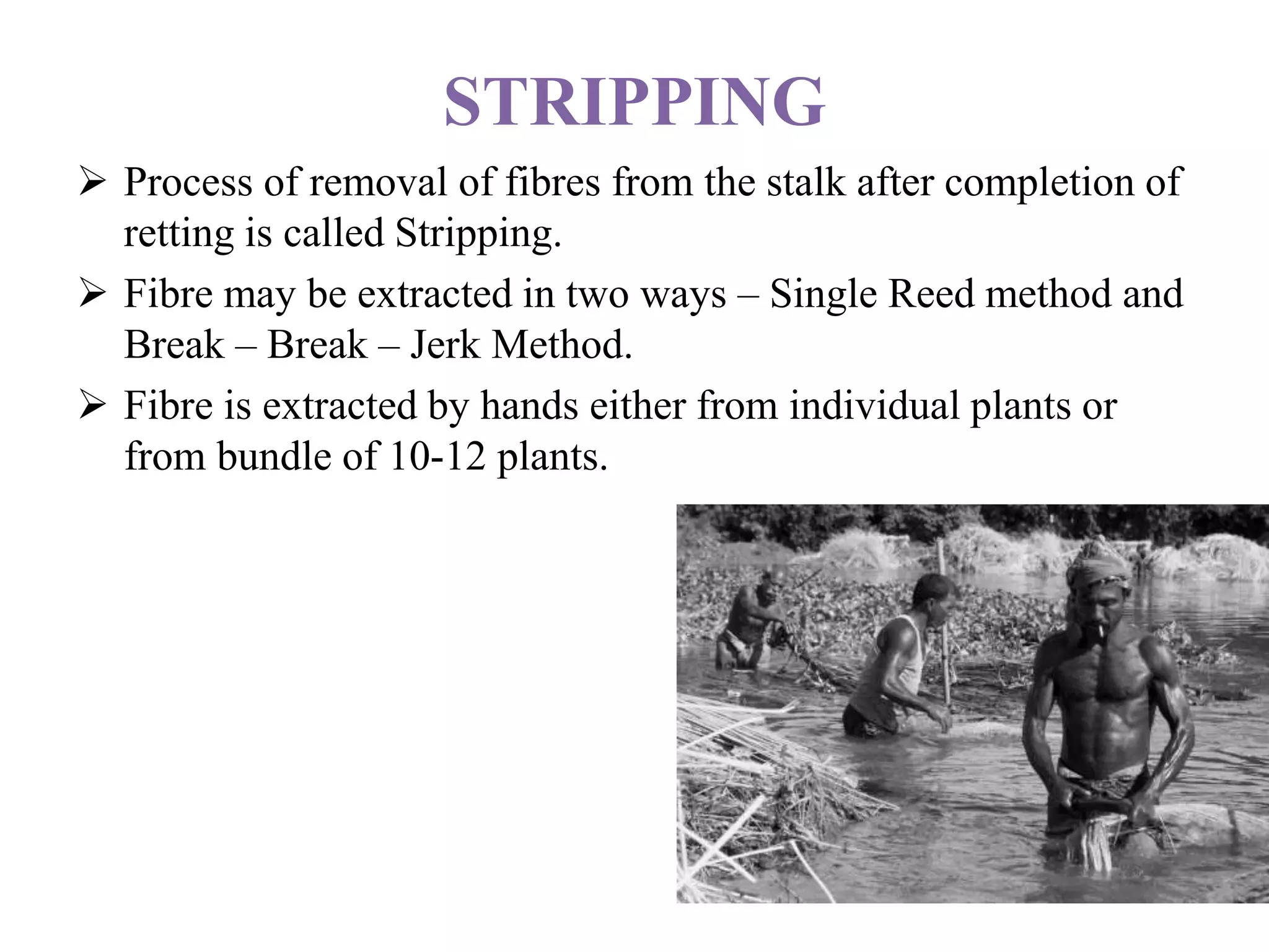 RETTING PROCESS IN JUTE | PPTX