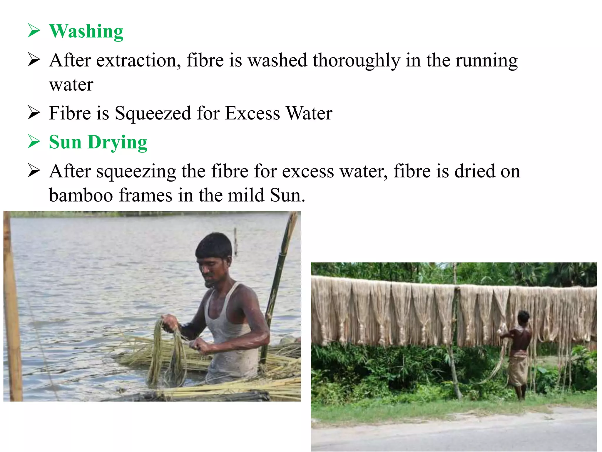 RETTING PROCESS IN JUTE | PPTX