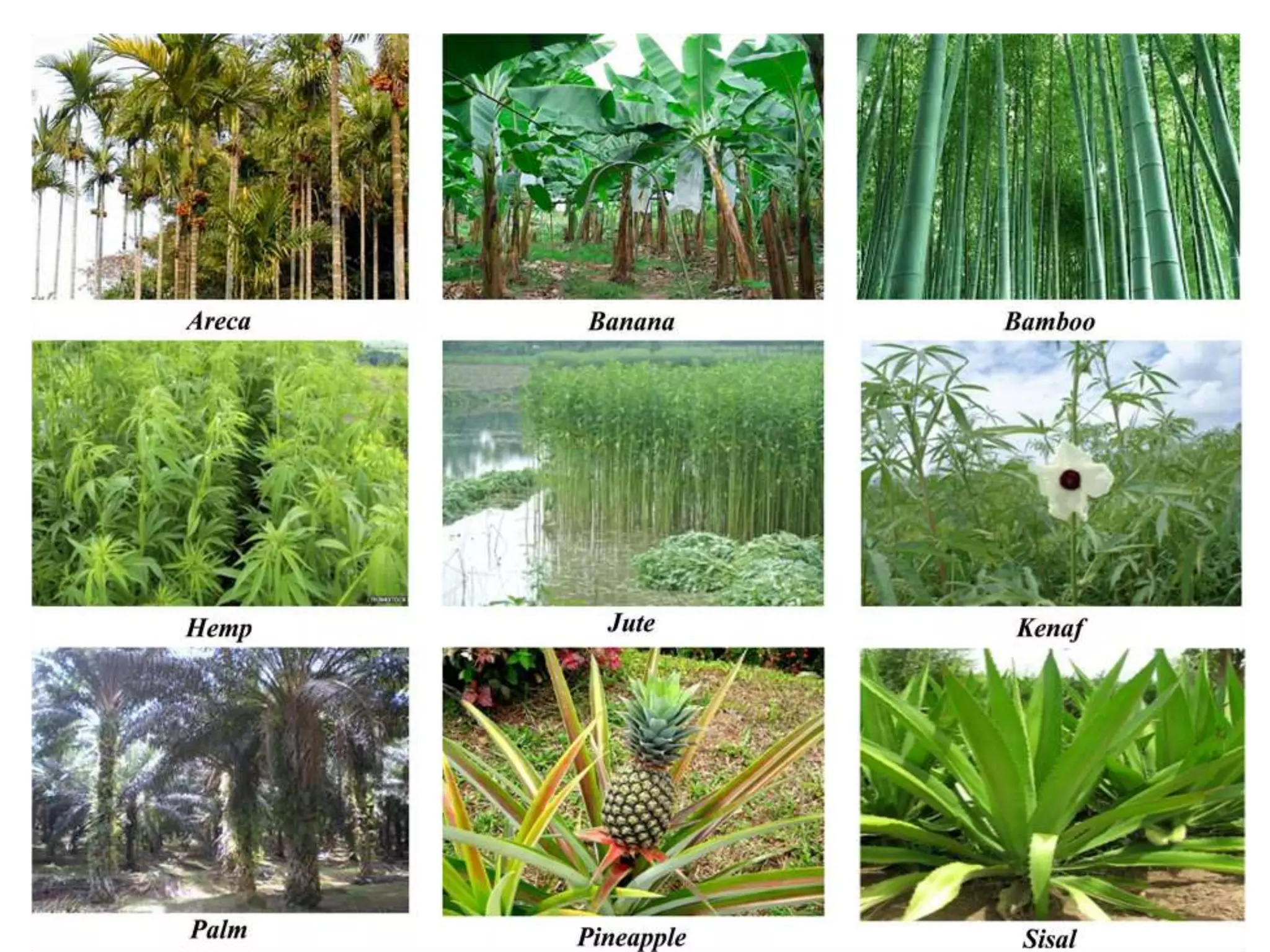 RETTING PROCESS IN JUTE | PPTX