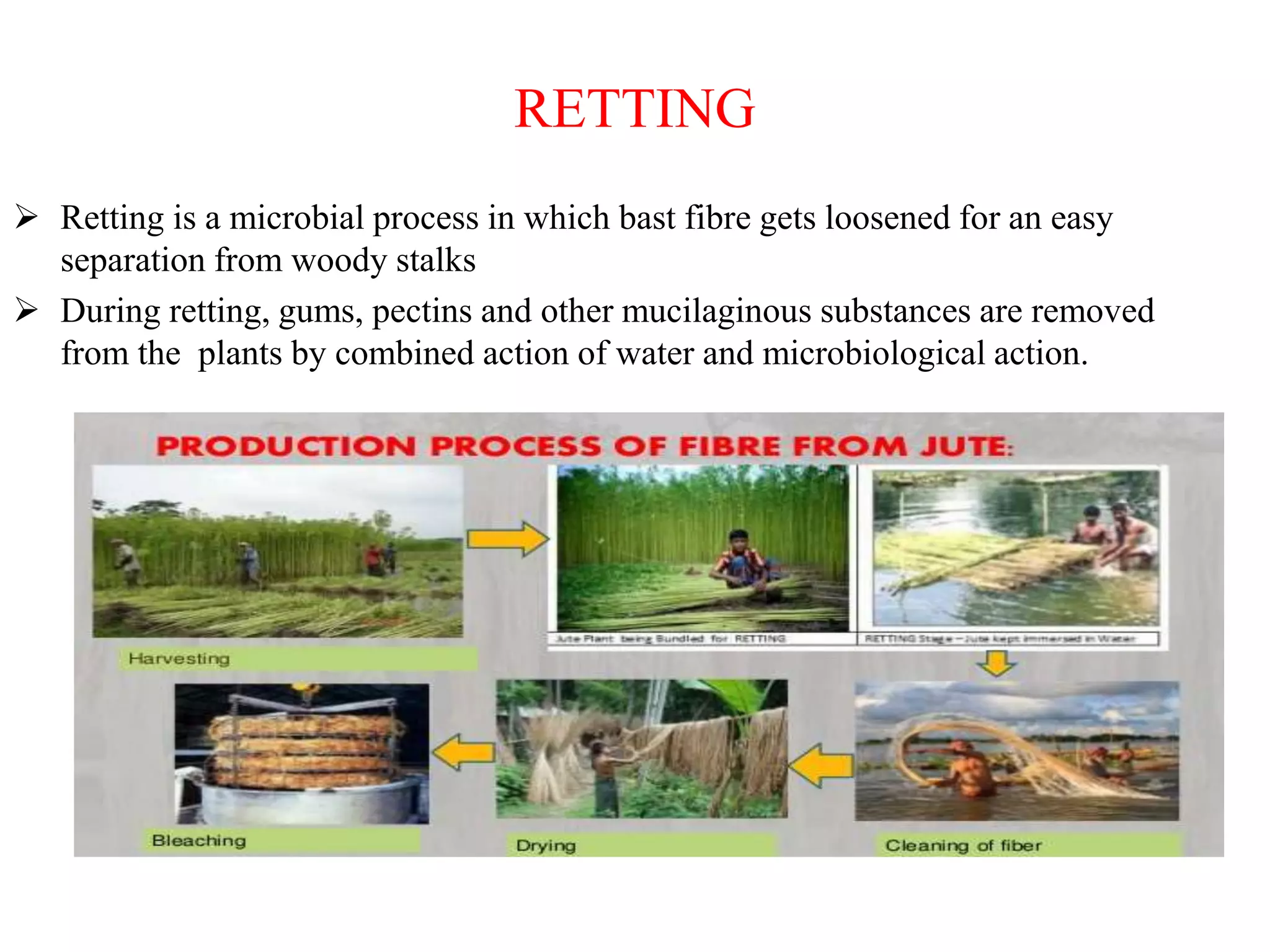 RETTING PROCESS IN JUTE | PPTX