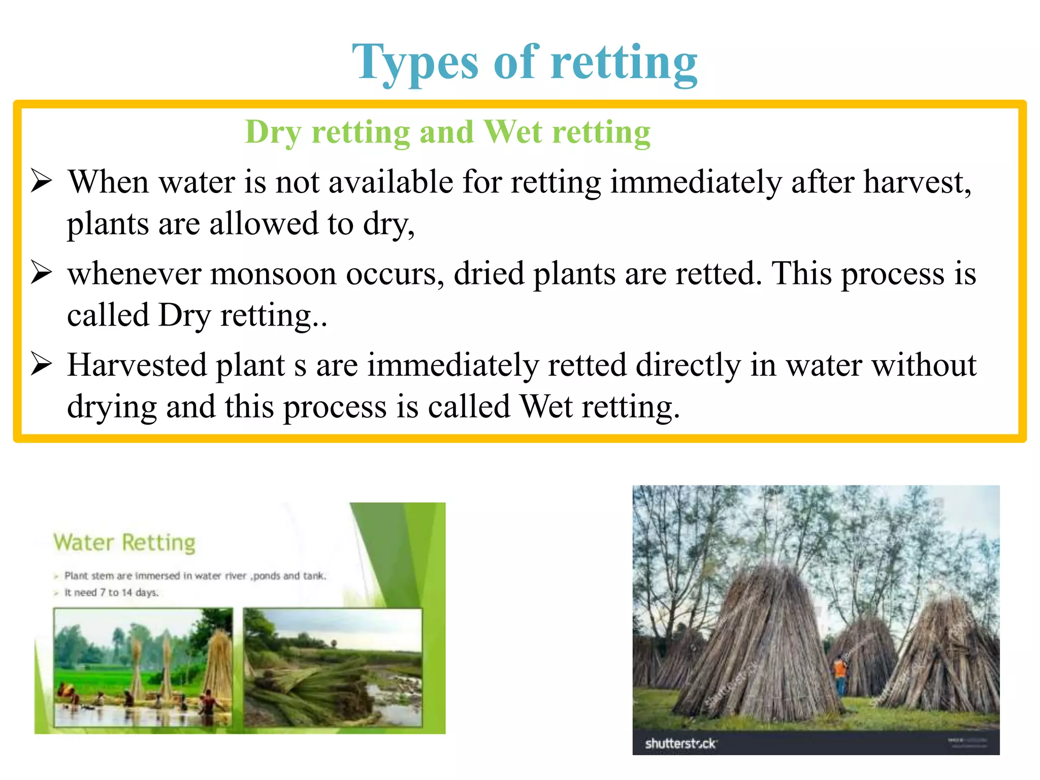 RETTING PROCESS IN JUTE | PPTX