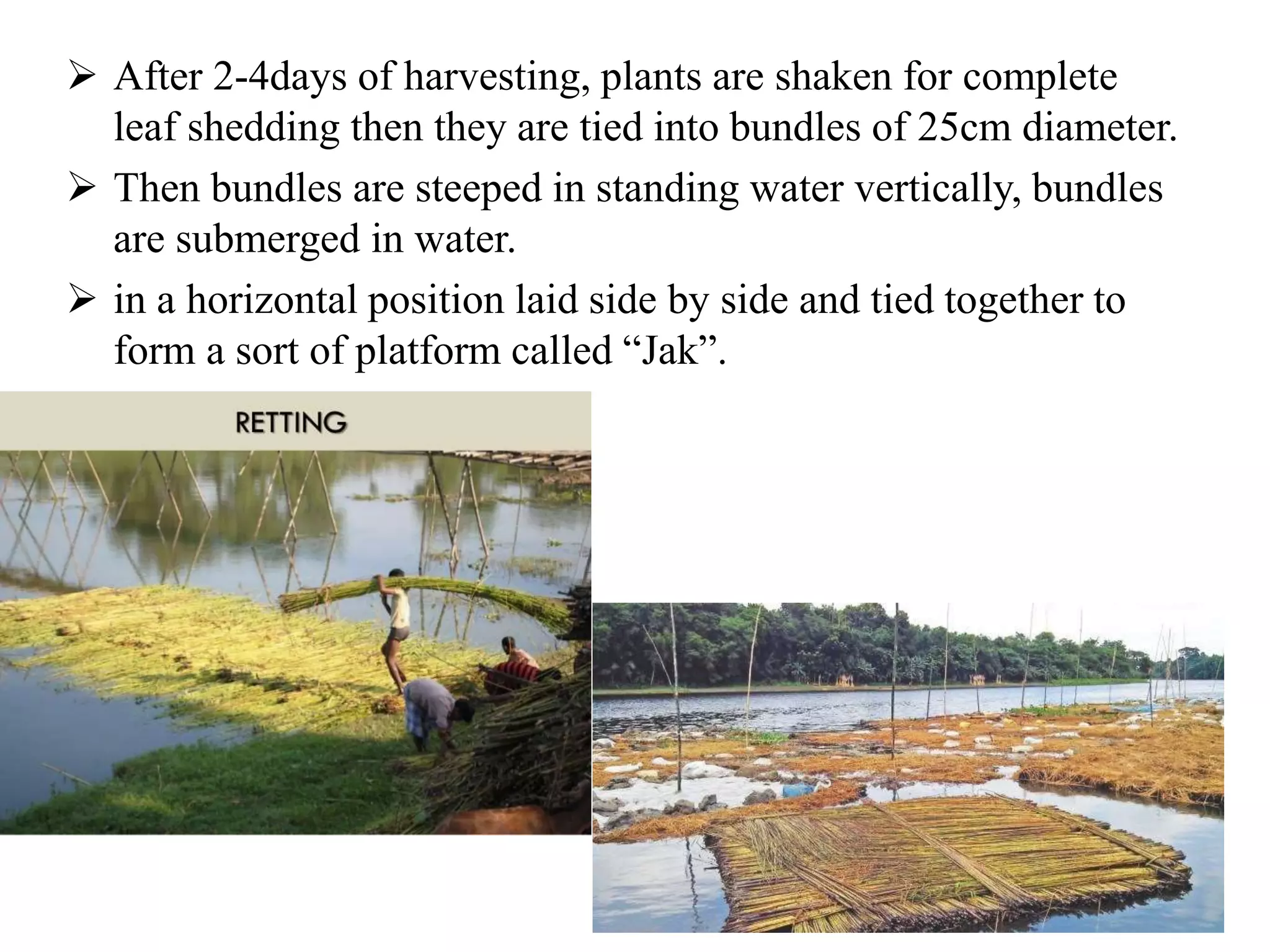 RETTING PROCESS IN JUTE | PPTX