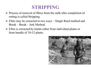 RETTING PROCESS IN JUTE | PPTX